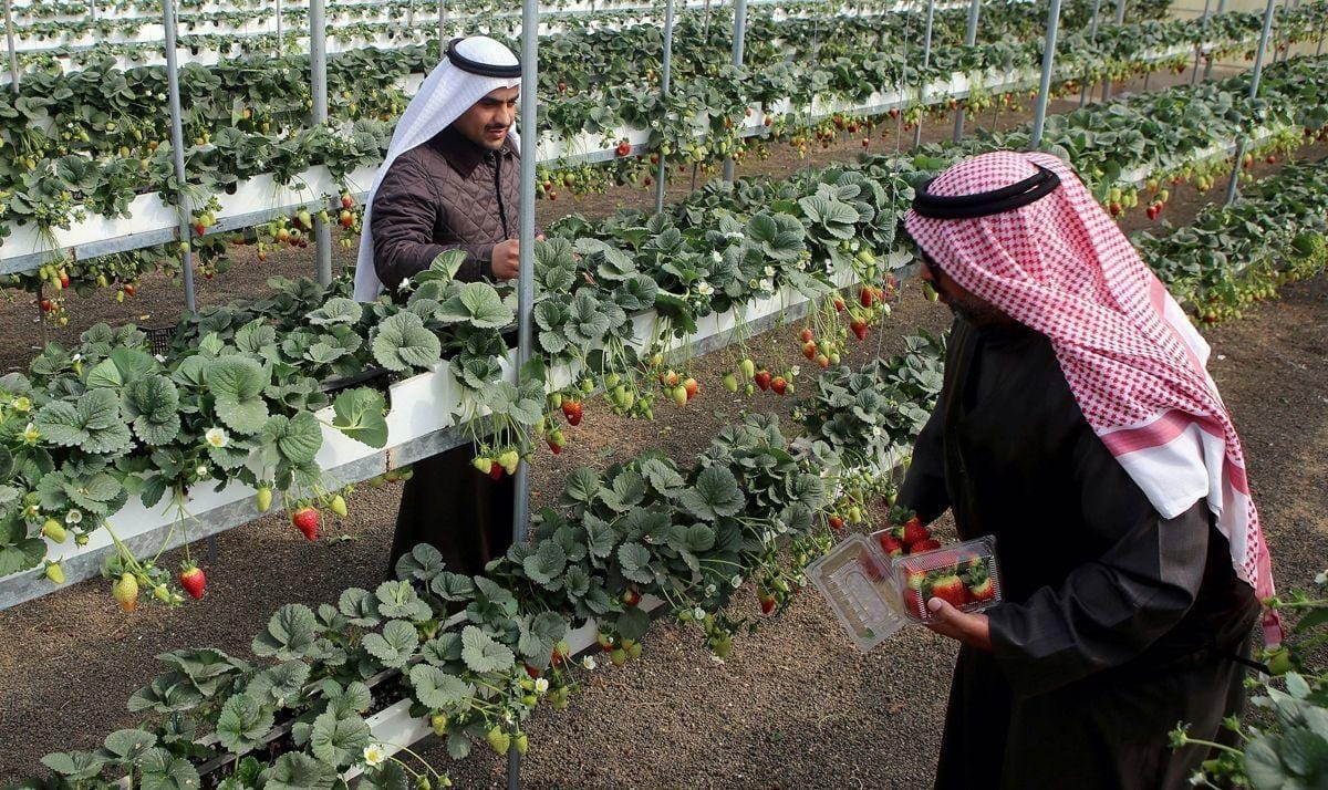 A Perfect Farm Visit for Winters in Kuwait: Zahra Farms - Hussain Hk